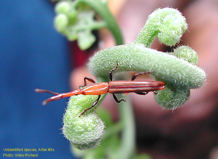 Papua Insects Foundation (Coleoptera/Brentidae)